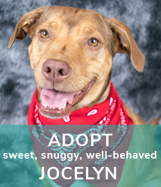 HOME - Mostly Mutts AR