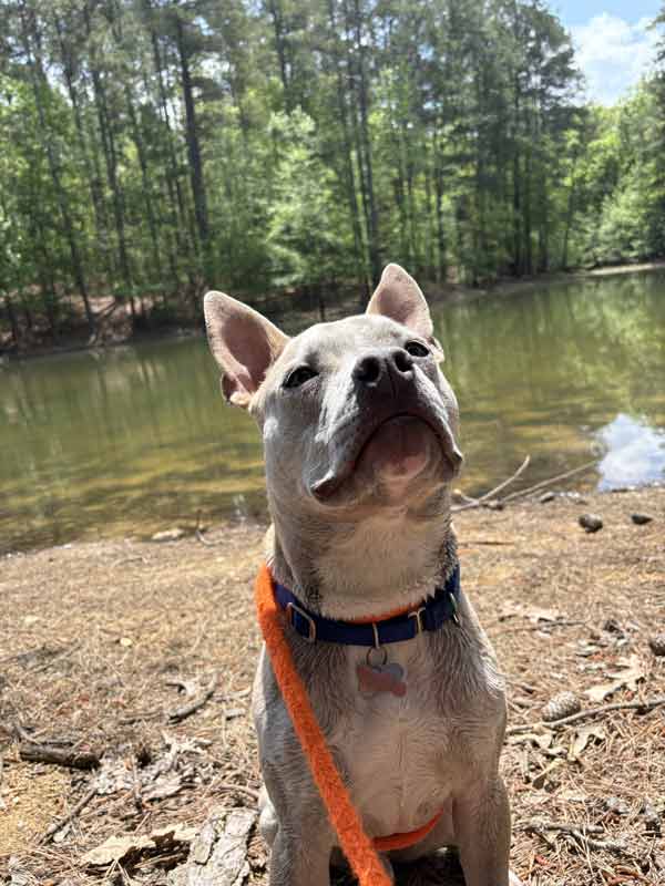 Victor - Mostly Mutts AR