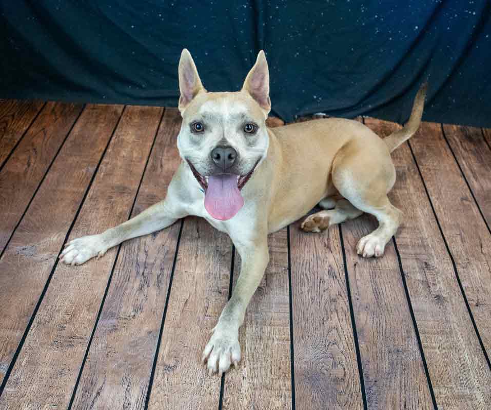 Victor - Mostly Mutts AR