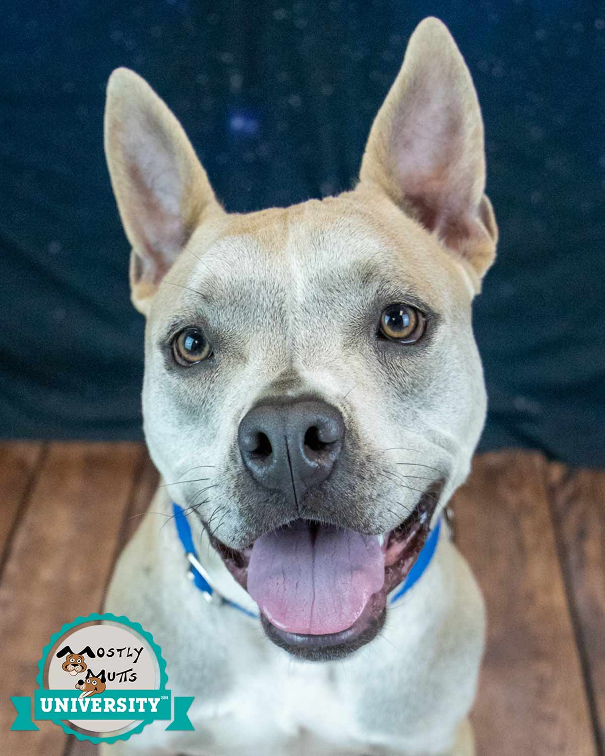 Victor - Mostly Mutts AR