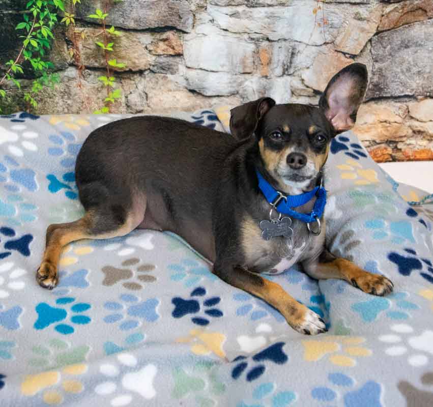 Eugene - Mostly Mutts AR