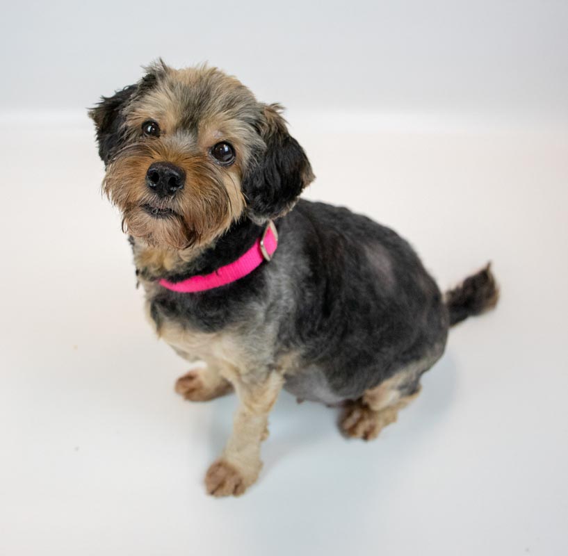 Suri - Mostly Mutts AR