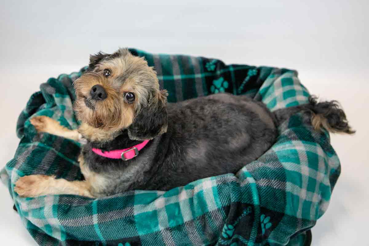 Suri - Mostly Mutts AR