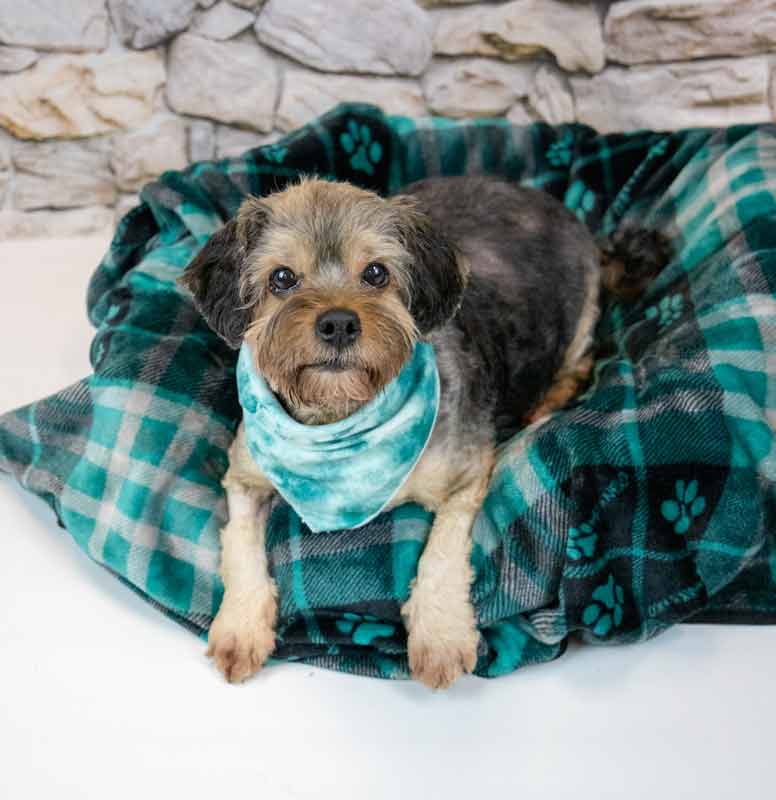 Suri - Mostly Mutts AR