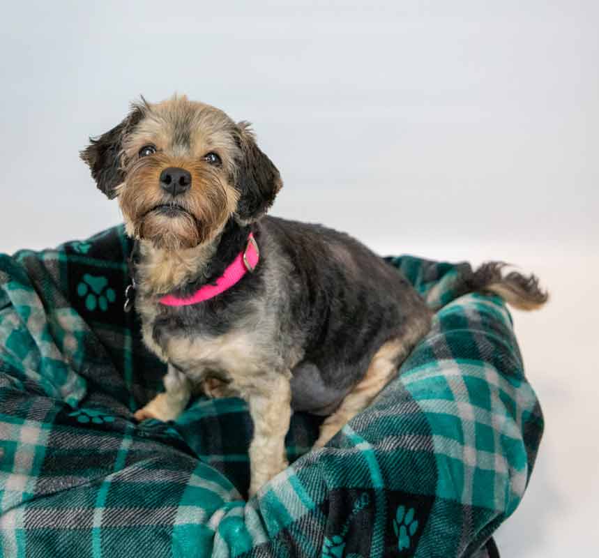 Suri - Mostly Mutts AR