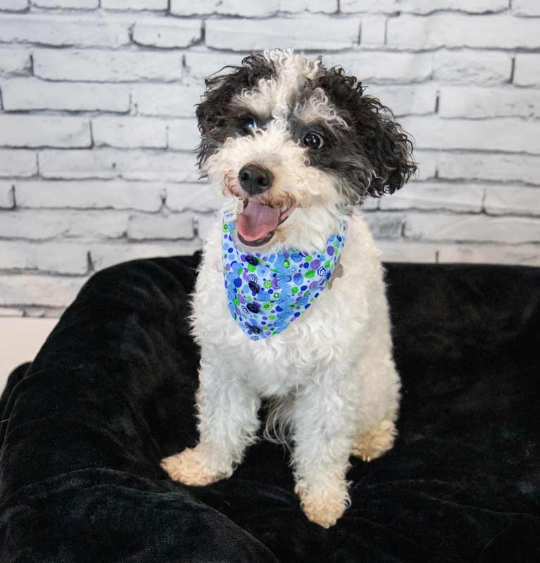 Melanie - Mostly Mutts AR