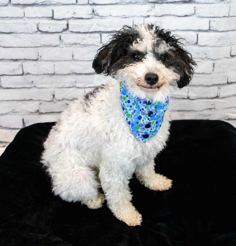 Melanie - Mostly Mutts AR