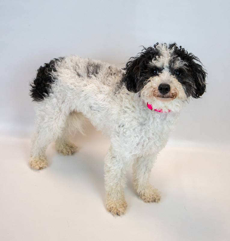 Melanie - Mostly Mutts AR