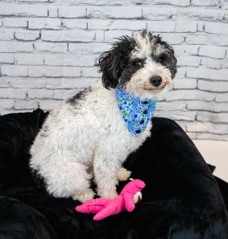 Melanie - Mostly Mutts AR