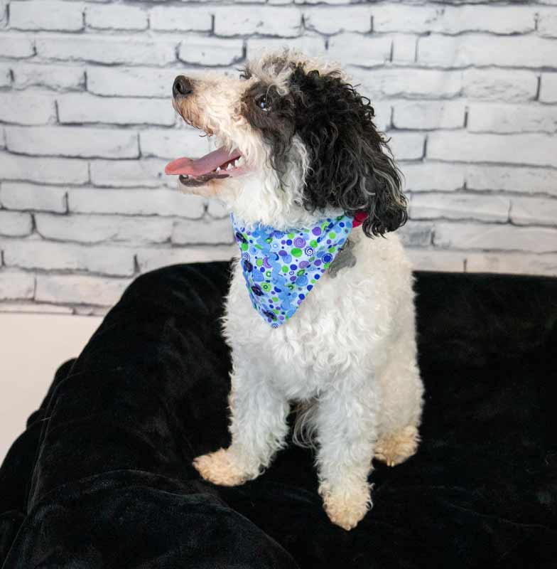 Melanie - Mostly Mutts AR