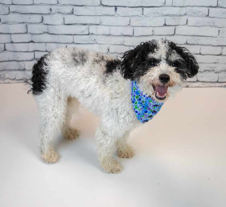 Melanie - Mostly Mutts AR