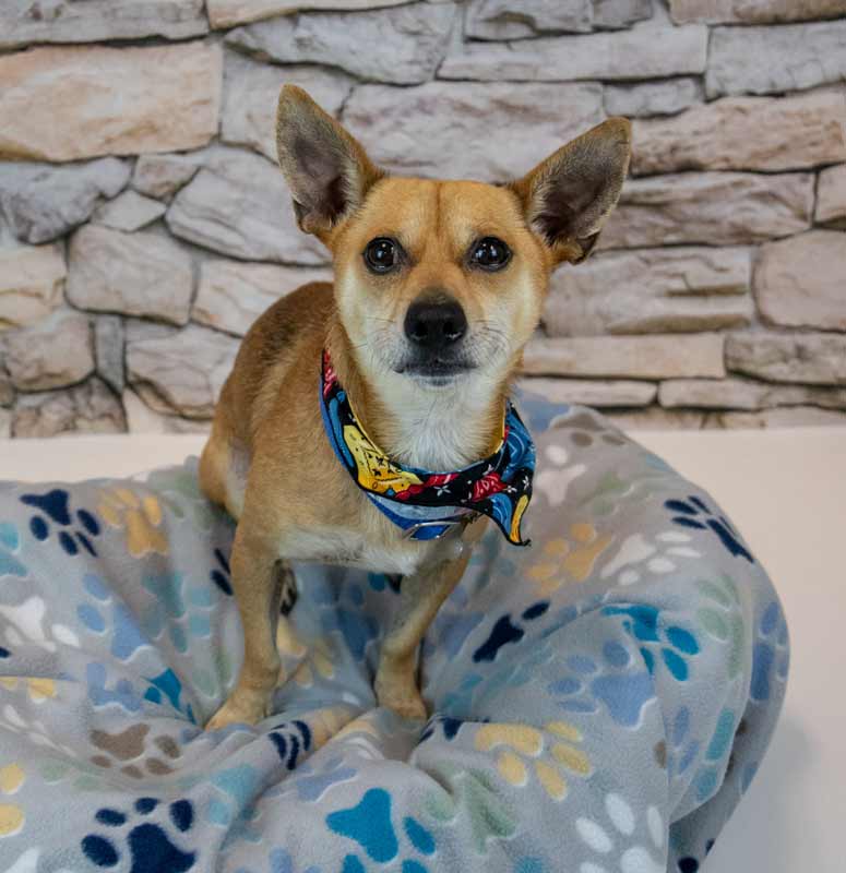 Stanley - Mostly Mutts AR