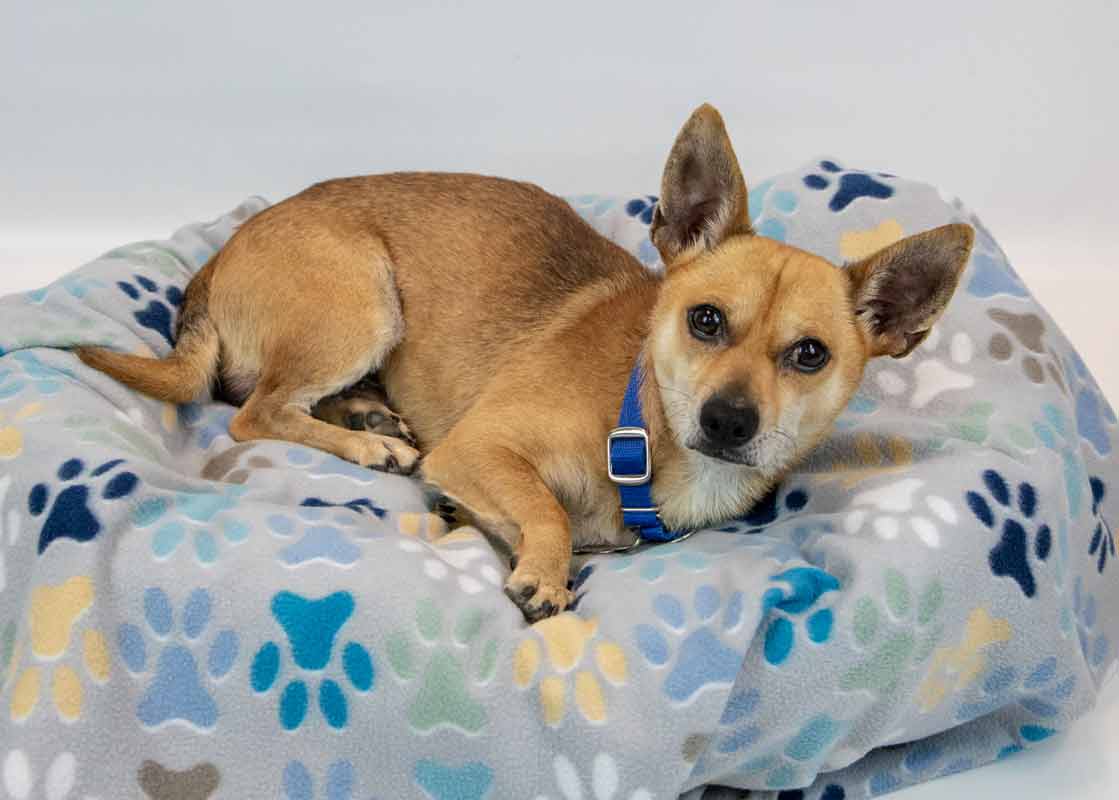 Stanley - Mostly Mutts AR