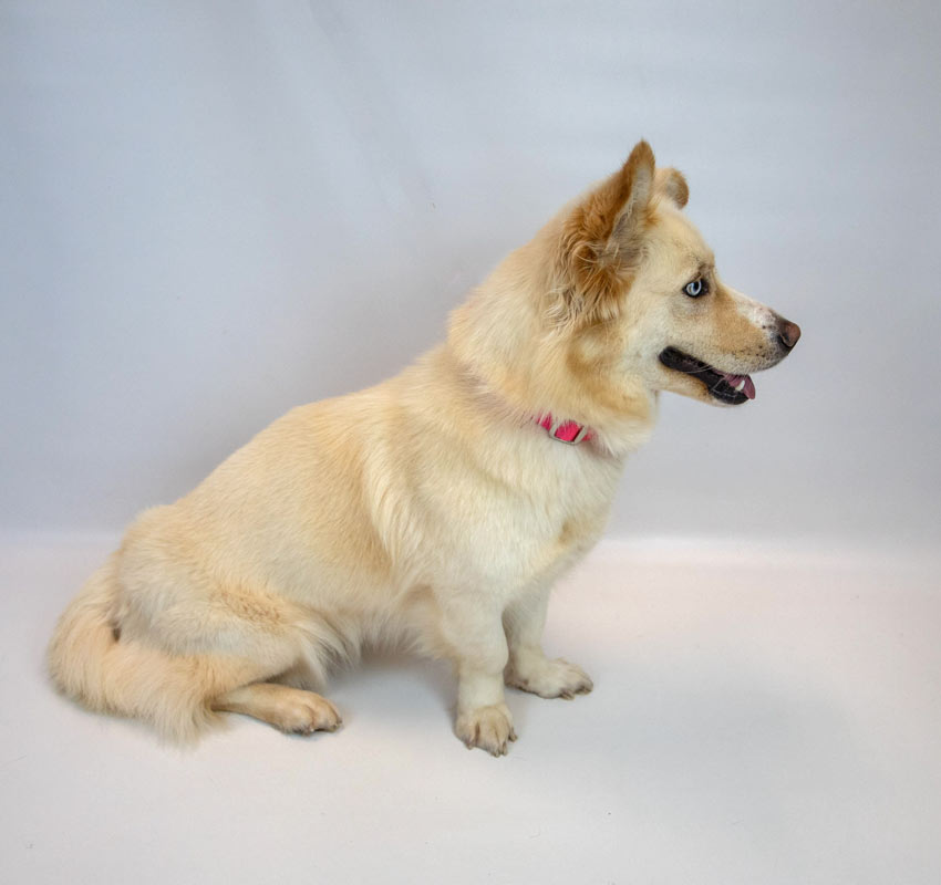 Shellie - Mostly Mutts AR