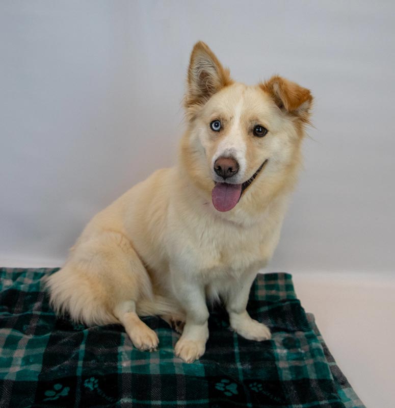 Shellie - Mostly Mutts AR