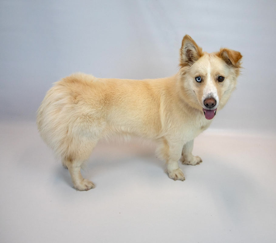 Shellie - Mostly Mutts AR