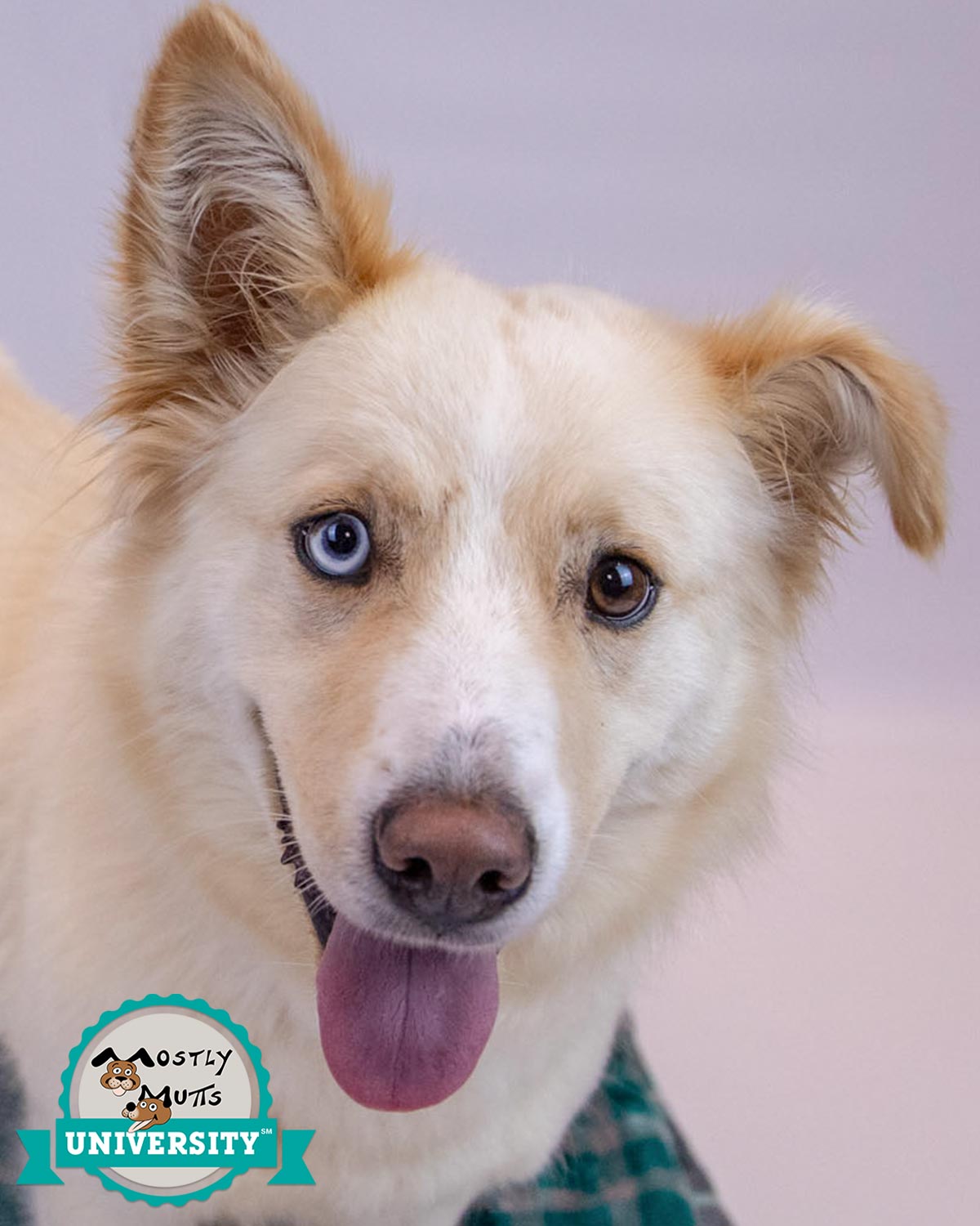 Shellie - Mostly Mutts AR