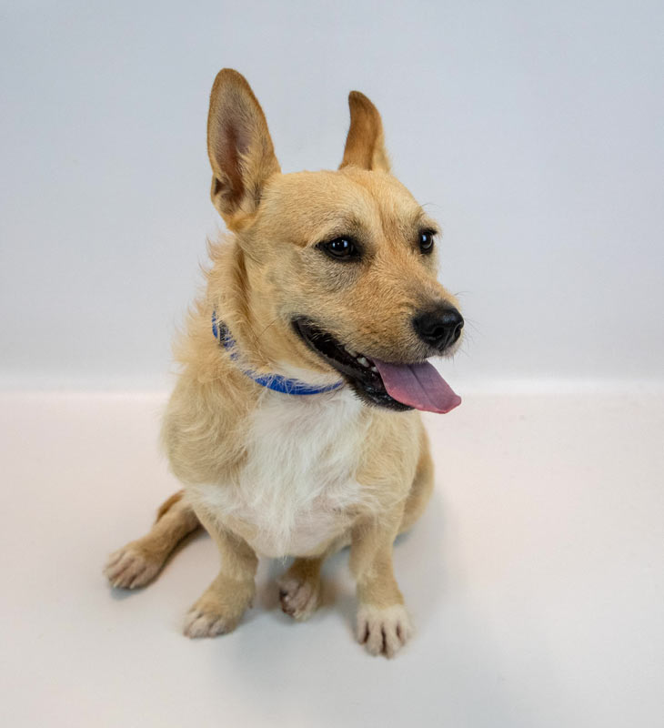 Hampton - Mostly Mutts AR