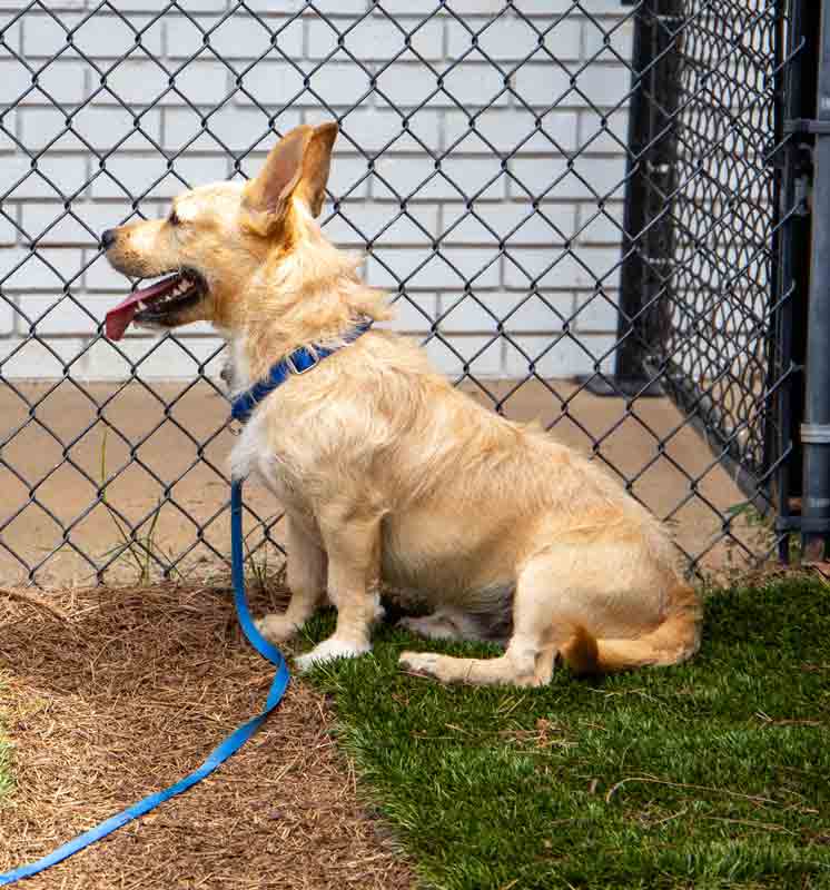 Hampton - Mostly Mutts AR