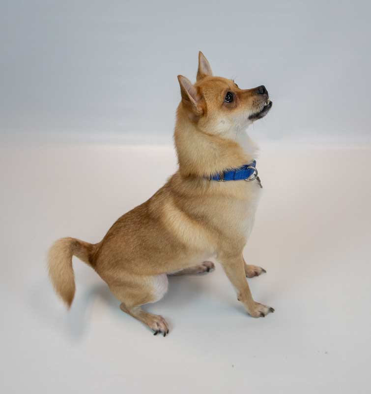 Pickles - Mostly Mutts AR