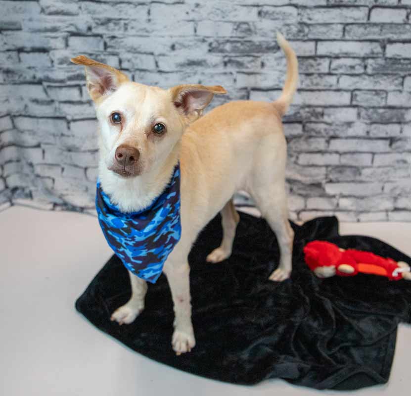 Greyson - Mostly Mutts AR