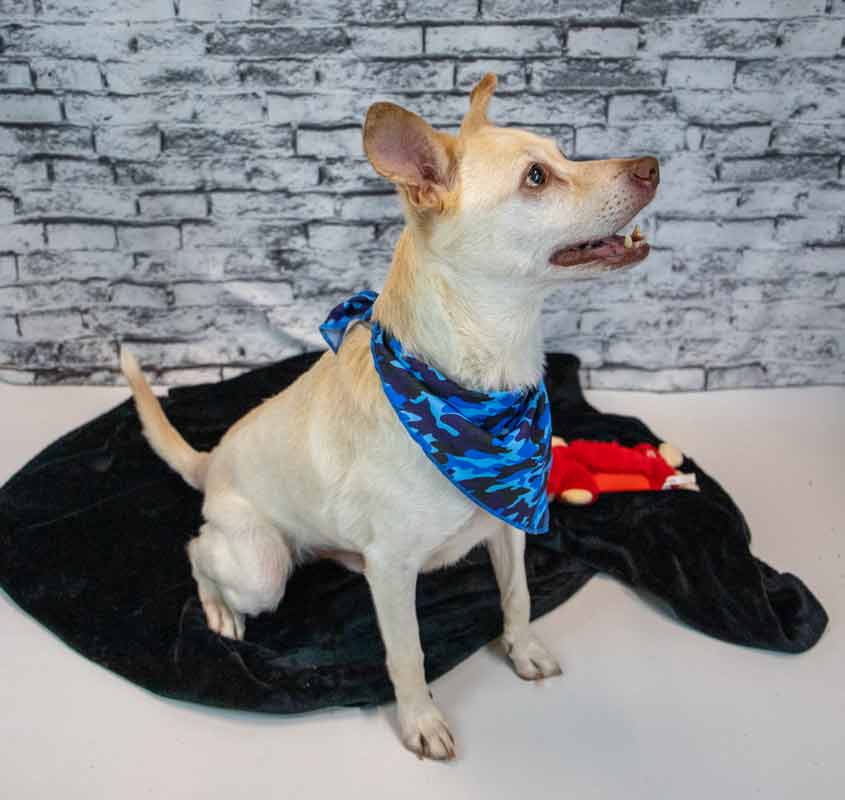 Greyson - Mostly Mutts AR