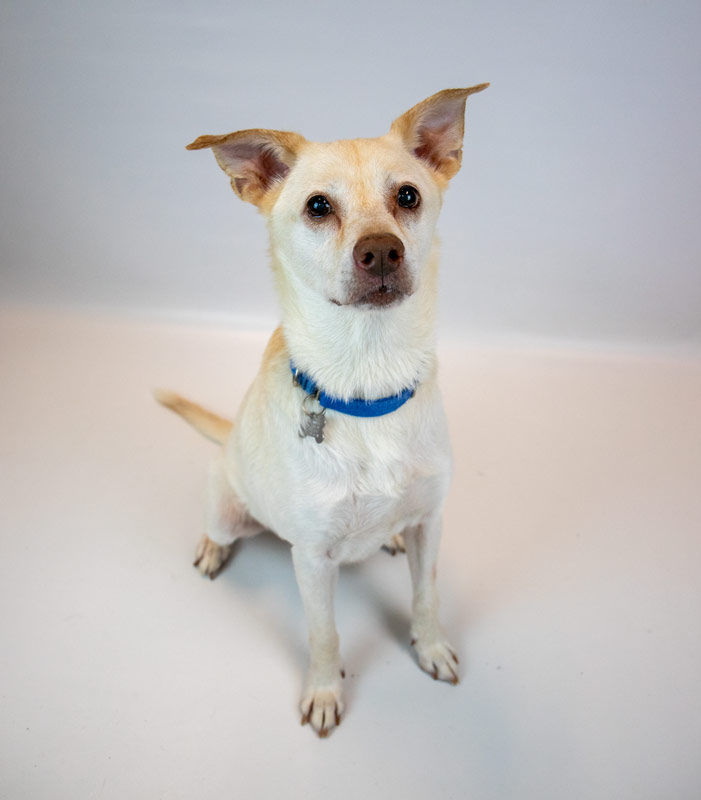 Greyson - Mostly Mutts AR