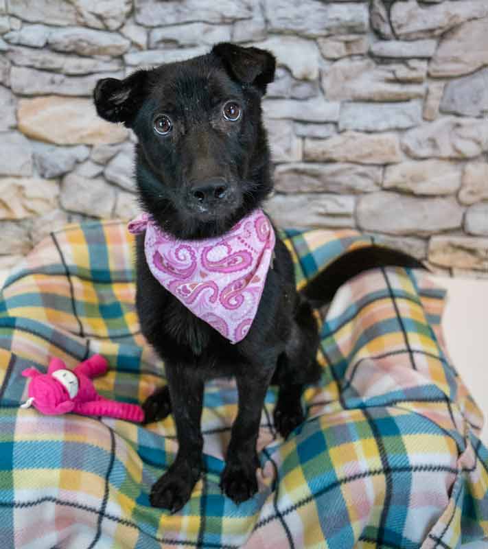 Fiona - Mostly Mutts AR