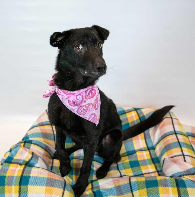 Fiona - Mostly Mutts AR