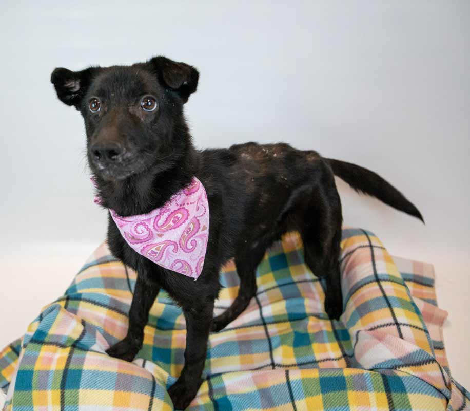 Fiona - Mostly Mutts AR