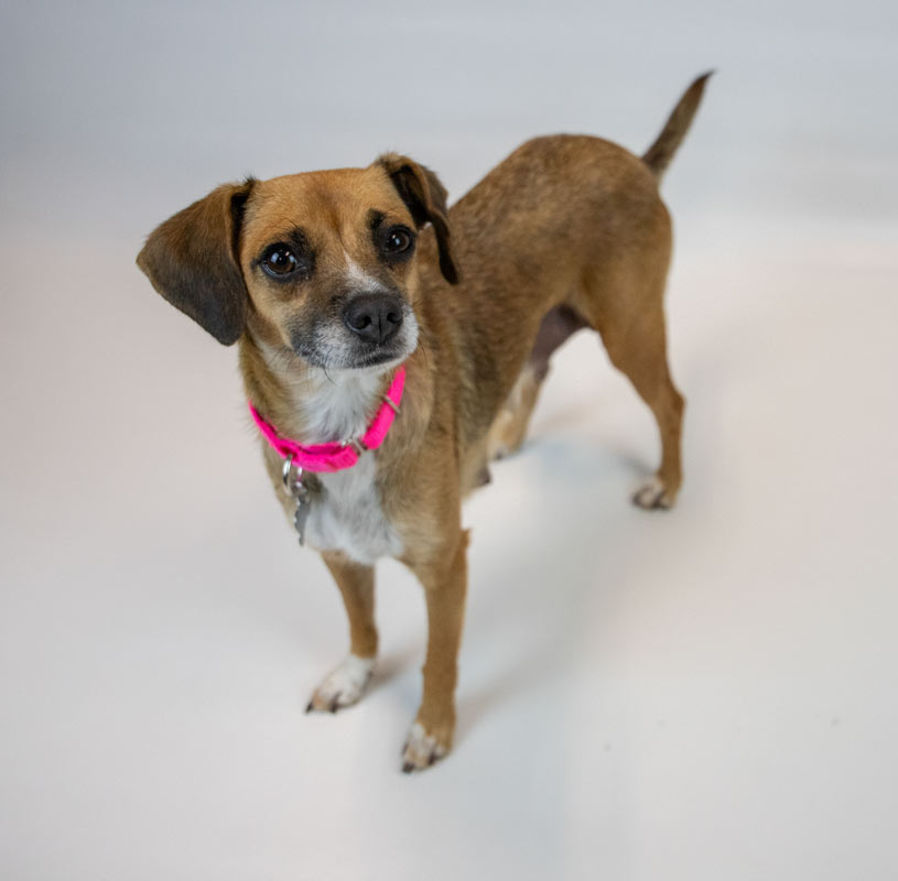 Zelda - Mostly Mutts AR