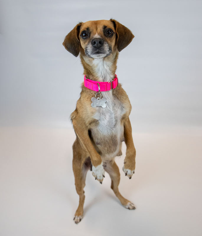 Zelda - Mostly Mutts AR