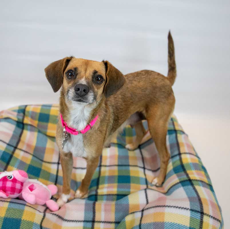 Zelda - Mostly Mutts AR