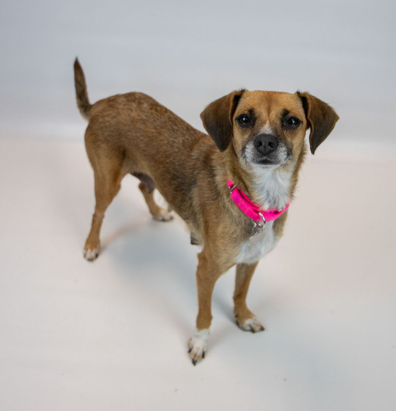 Zelda - Mostly Mutts AR