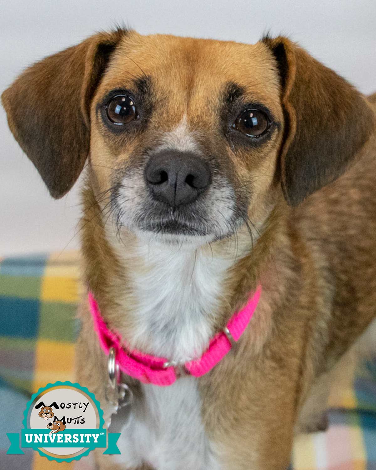 Zelda - Mostly Mutts AR