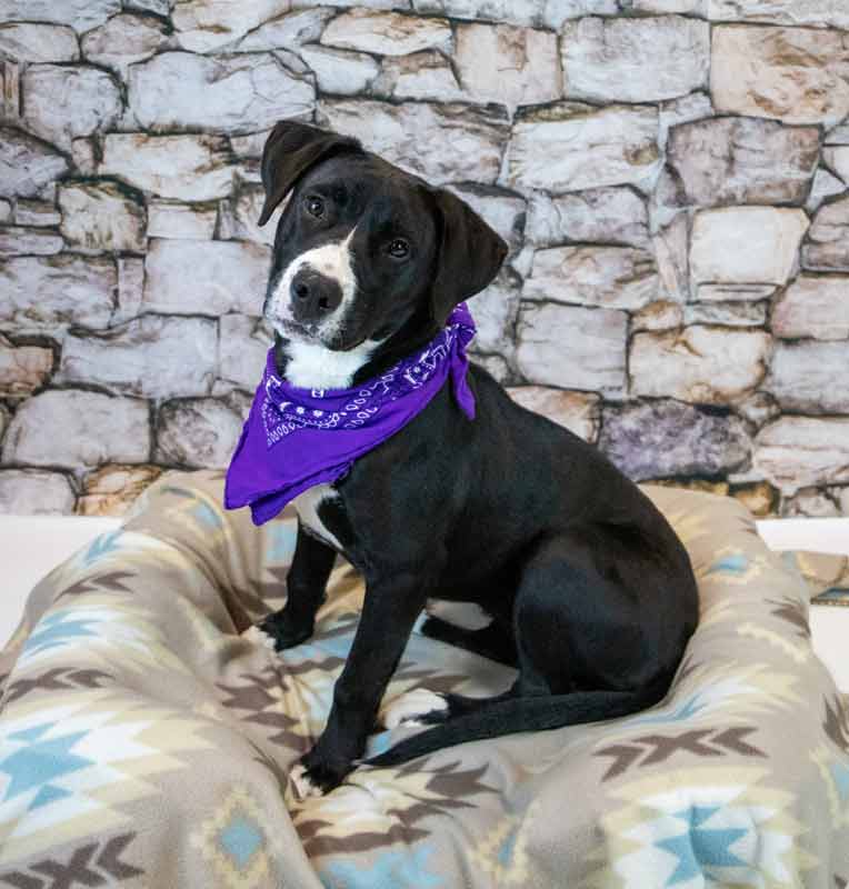 Alexia - Mostly Mutts AR