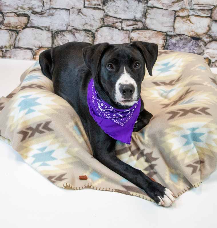 Alexia - Mostly Mutts AR