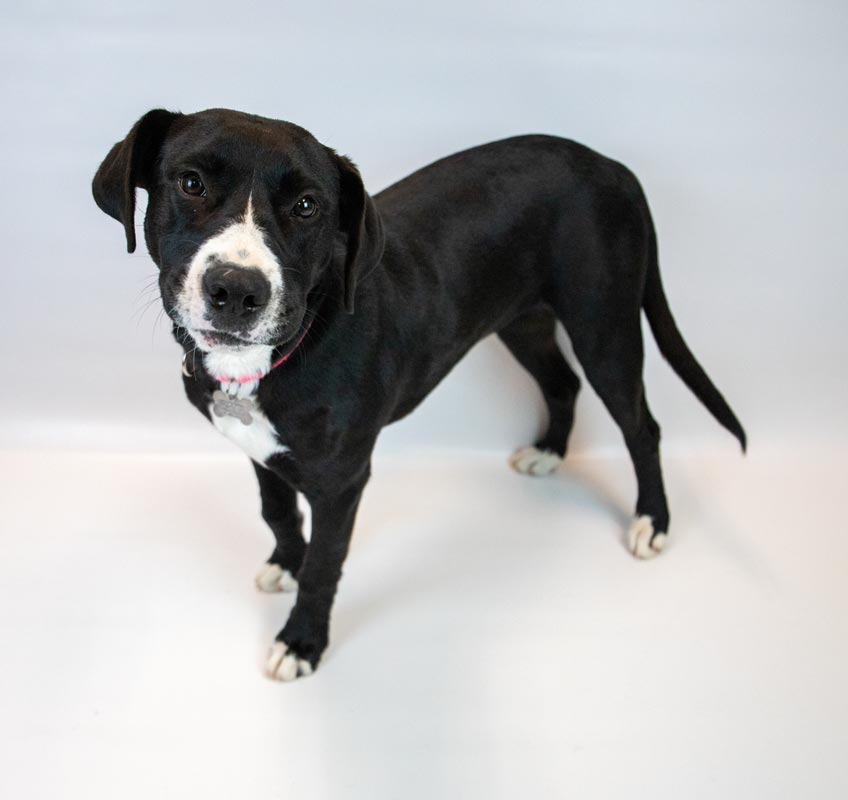 Alexia - Mostly Mutts AR