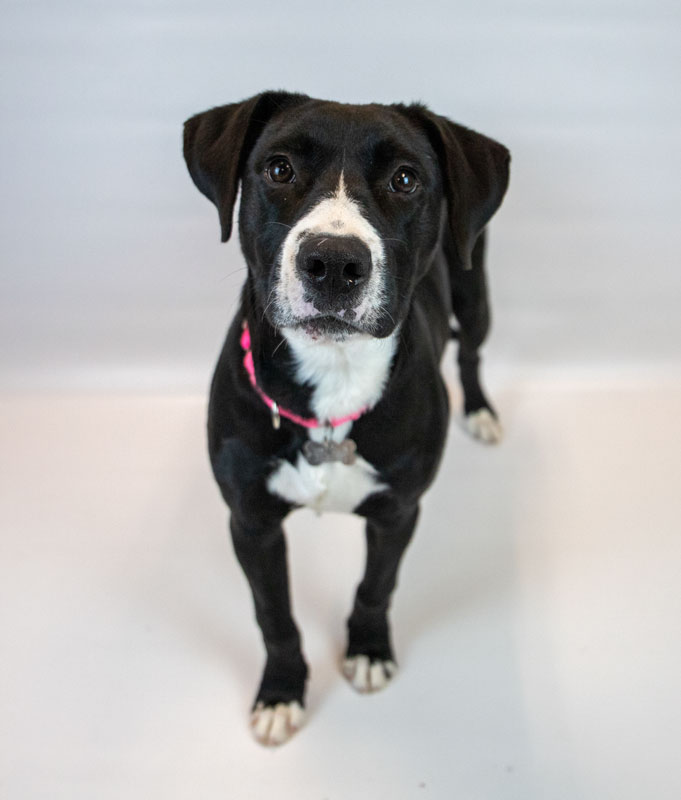 Alexia - Mostly Mutts AR