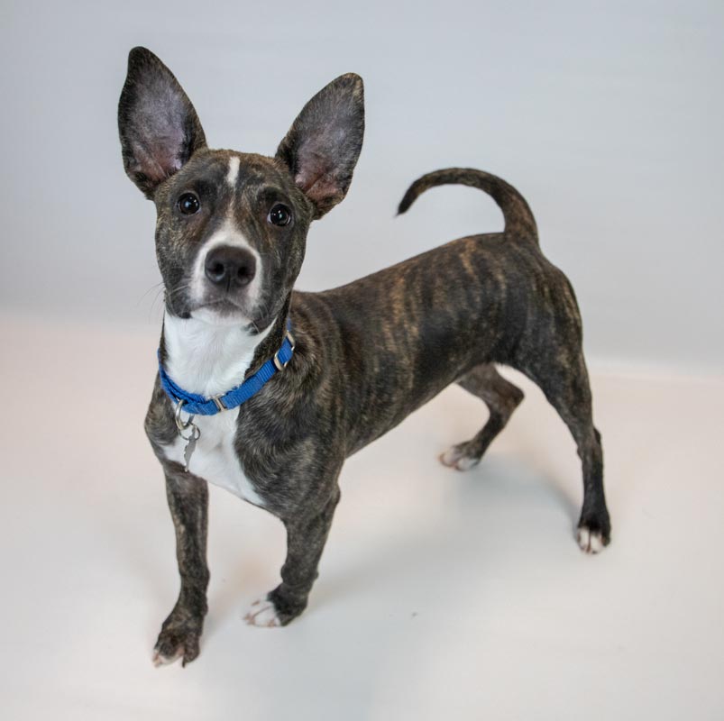 Cyril - Mostly Mutts AR