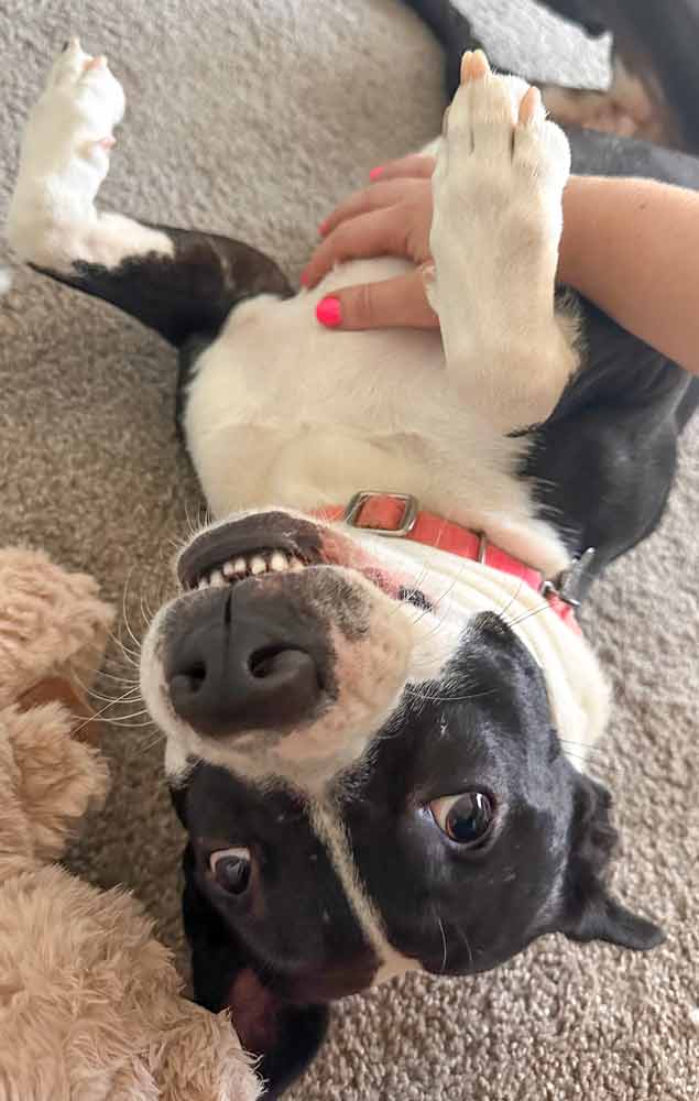 Claudia - Mostly Mutts AR