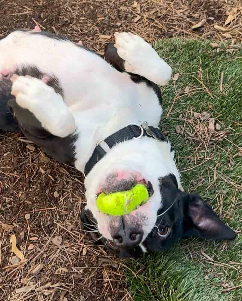 Claudia - Mostly Mutts AR