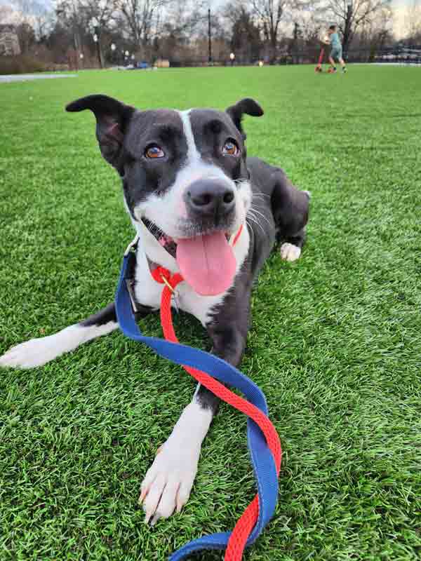 Claudia - Mostly Mutts AR