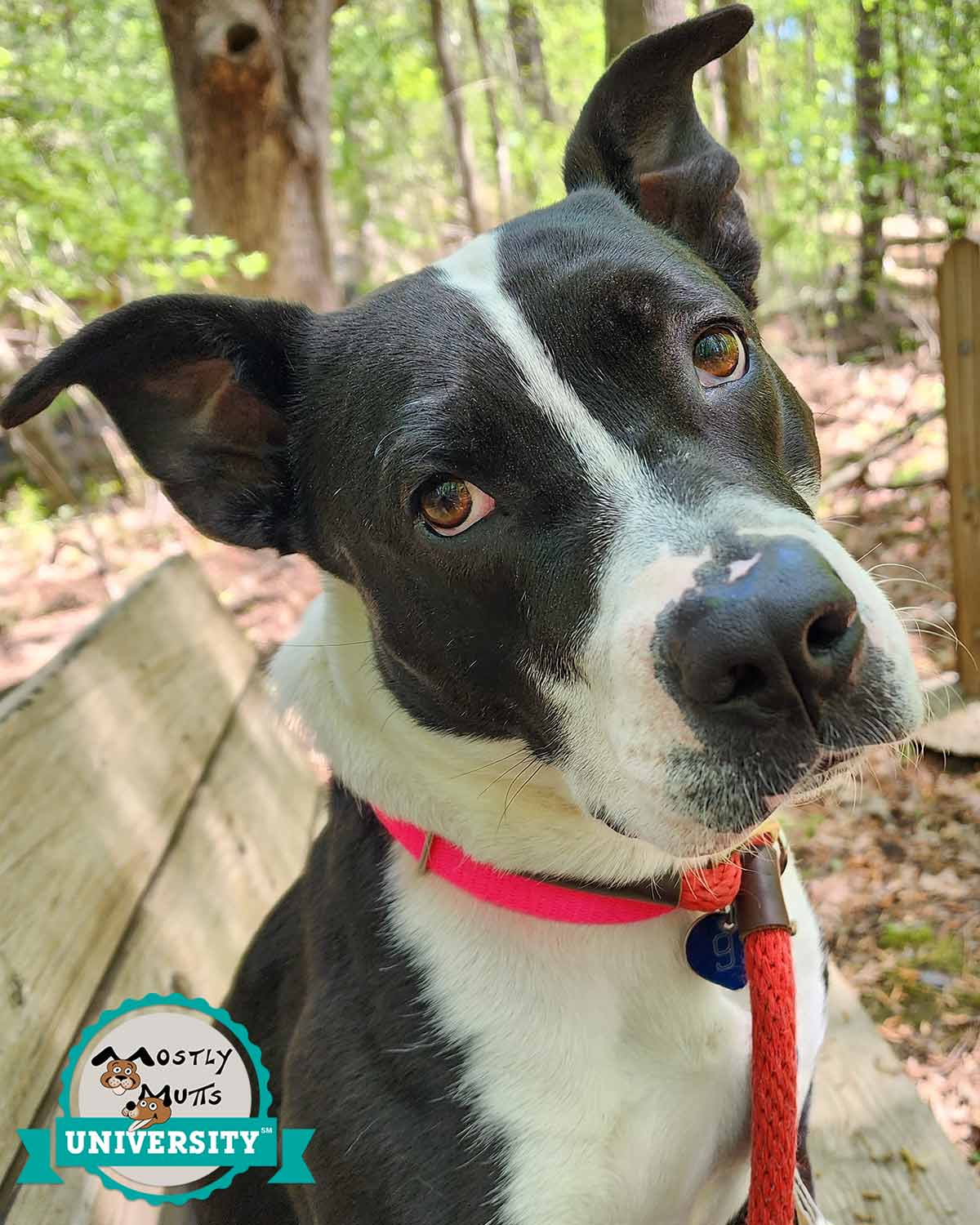 Claudia - Mostly Mutts AR