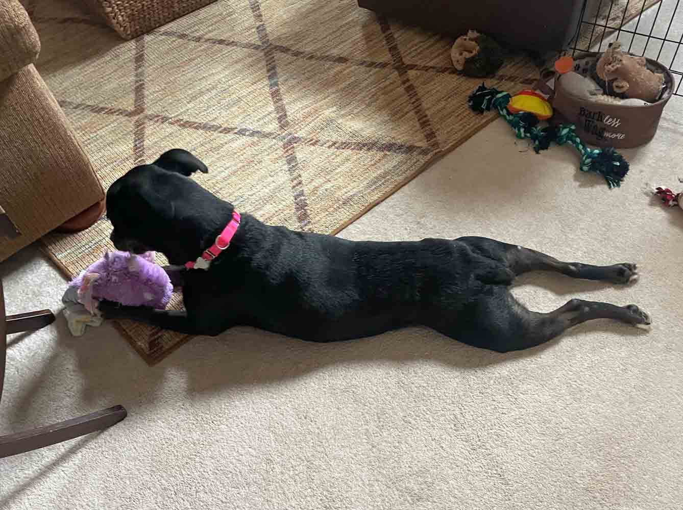 Yasmeen - Mostly Mutts AR