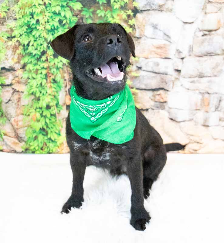 Clay - Mostly Mutts AR