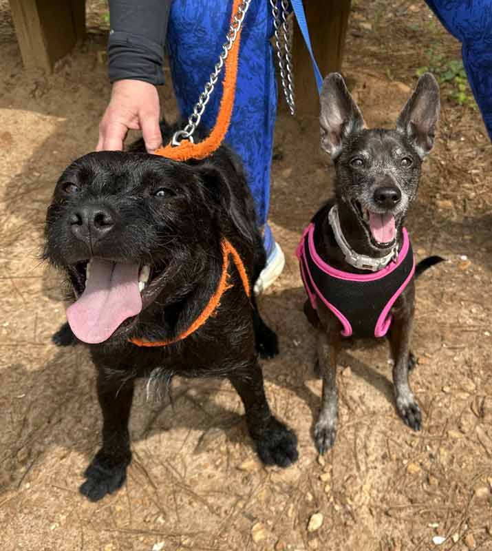 Clay - Mostly Mutts AR