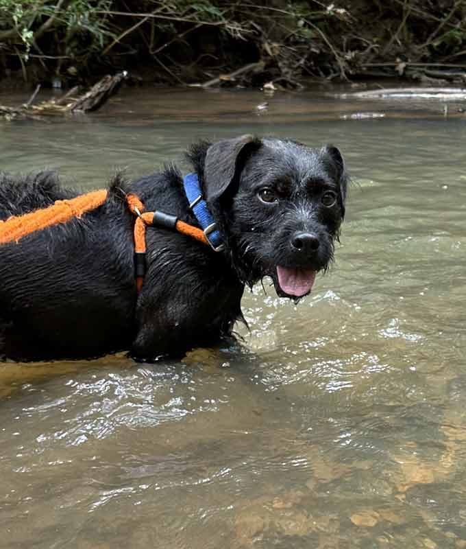 Clay - Mostly Mutts AR