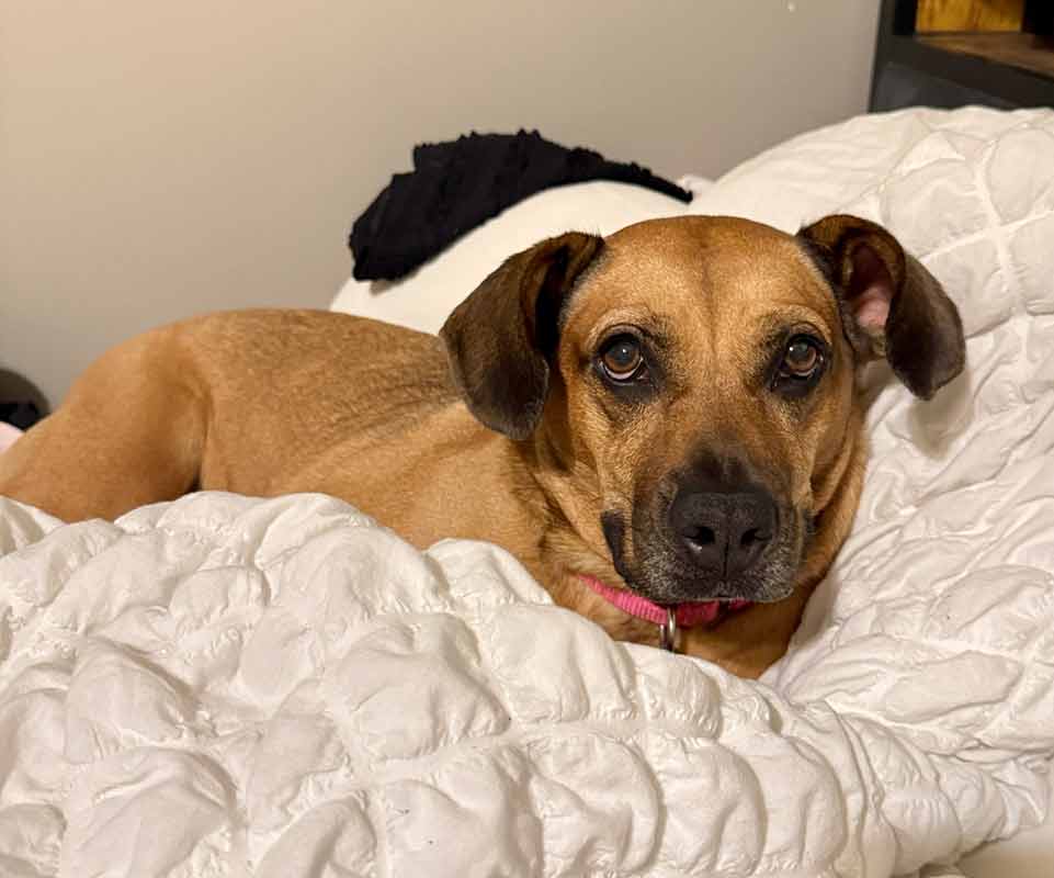 Josie - Mostly Mutts AR