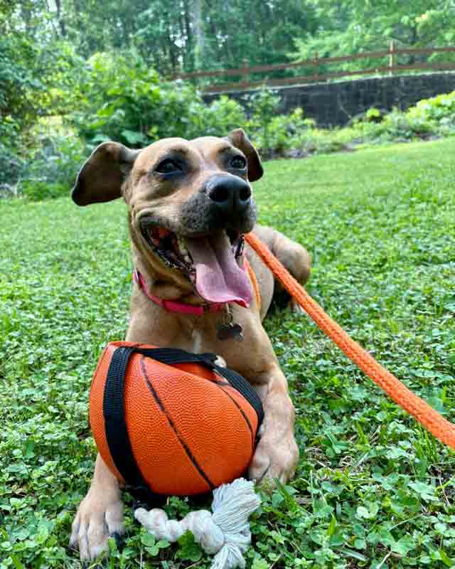 Josie - Mostly Mutts AR